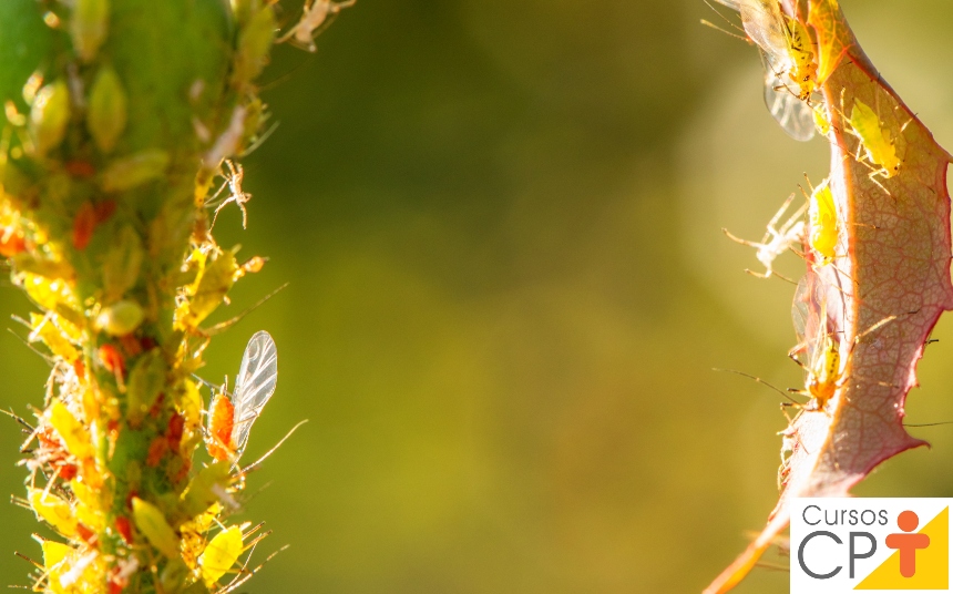 Pragas do mamão: Ácaros Rajado (Tetranychus urticae) e Vermelho ...