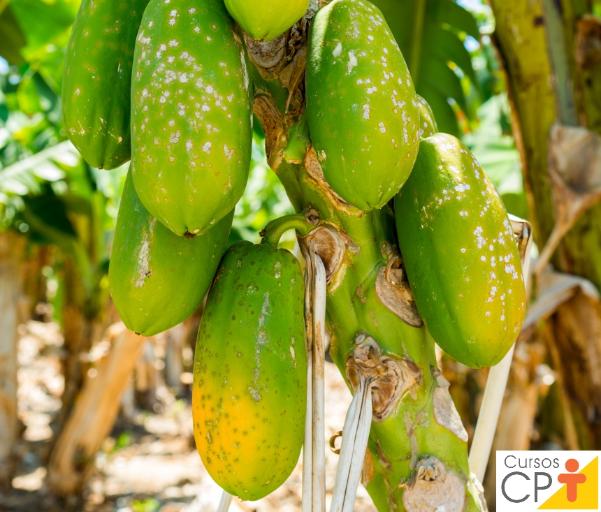 Pragas do mamão: Nematoides | Artigos | Cursos a Distância CPT