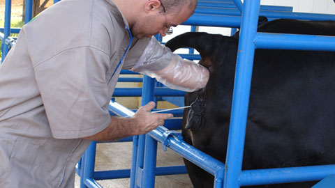 Curso Profissionalizante de Inseminador de Bovinos | Cursos ...