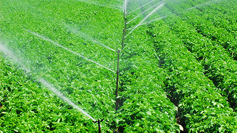 Curso Manejo de Irrigação - Quando e Quanto Irrigar | Irrigação ...