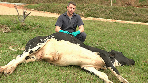 Aula Prática sobre Técnica de Necropsia em Bovino a Campo | VET ...