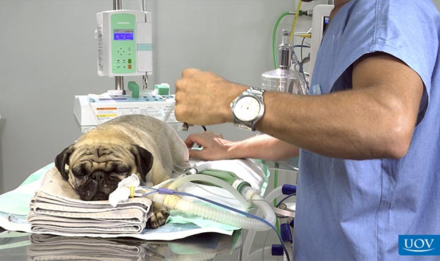 Casos Cirúrgicos relacionados a vulvoplastia | VET Profissional