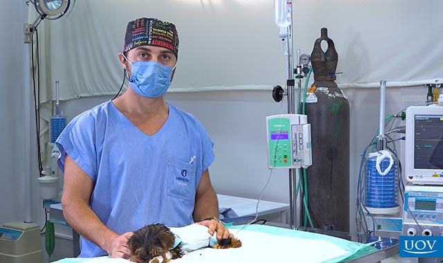 Casos Cirúrgicos relacionados a degeneracao mucosidade | VET Profissional